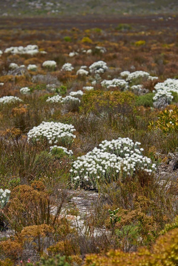 Fynbos in the Western Cape. Fynbos Flowers Growing in an Open Field in ...