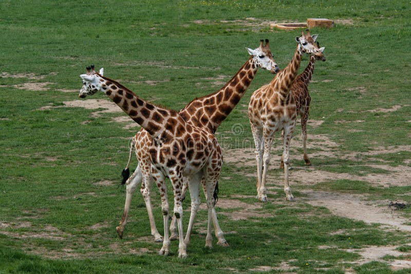 Fyra giraff fotografering för bildbyråer. Bild av giraff - 47485909
