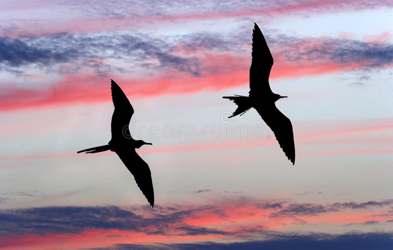 Fåglar som flyger konturn arkivfoto. Bild av silhuett - 57759788 Fåglar som flyger konturn arkivfoto. Bild av silhuett - 57759788