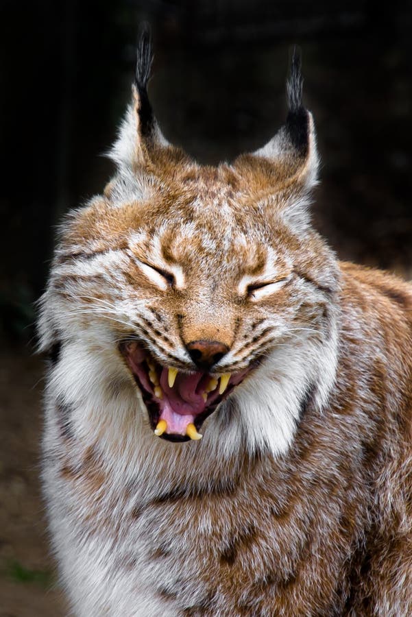Iberischer Luchs stockfoto. Bild von grün, luchs, wild - 12113574