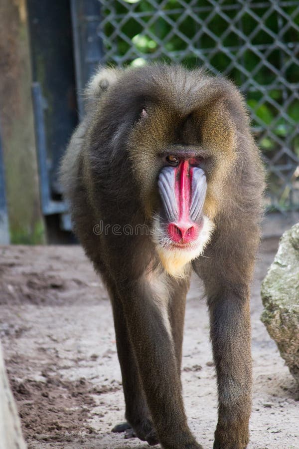 Gå för babian fotografering för bildbyråer. Bild av amazons - 32776649