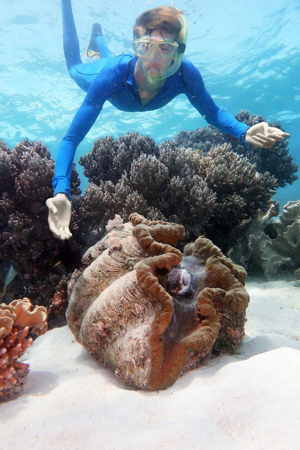Géant Clam Diving Great Barrier Reef Photo stock - Image du destination ...