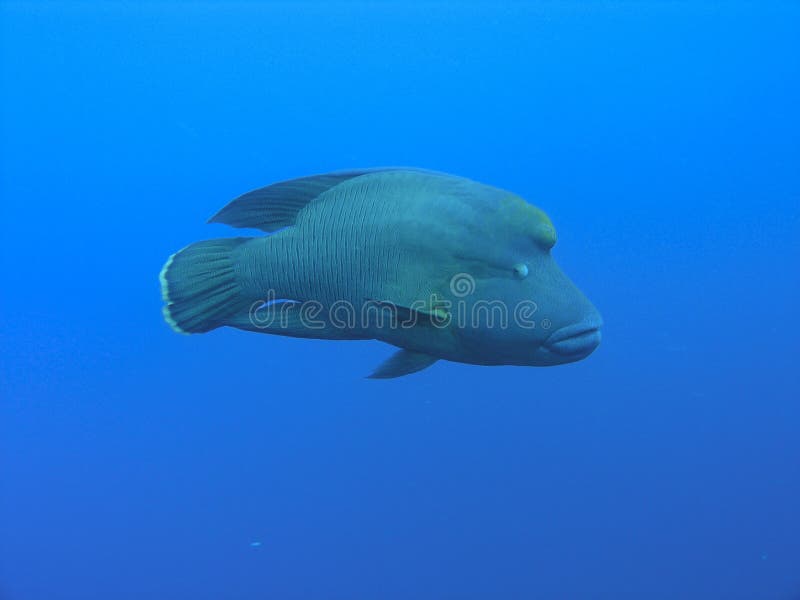 Wrasse De Napoleon (undulatus De Cheilinus), Mis En Danger Photo stock ...
