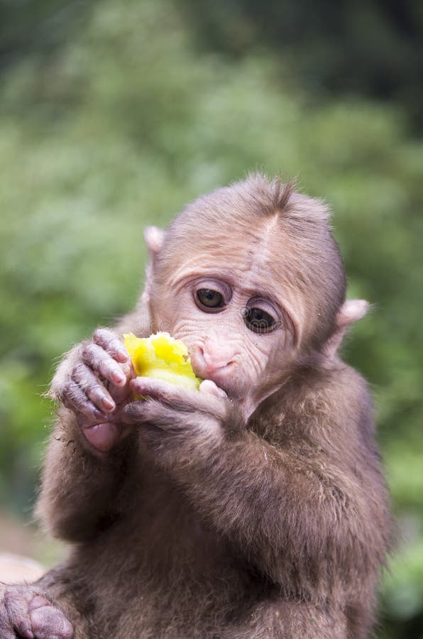 Tybetańscy Makaki & X28; Macaca Thibetana& X29; W Emei Górach, Sichuan ...