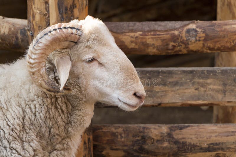 Baran Zdjęcia Stock - Pobierz 33,577 Zdjęcia Royalty Free