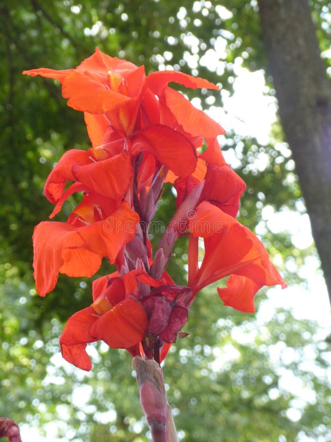 Redcannae Stock Photos - Free & Royalty-Free Stock Photos from Dreamstime