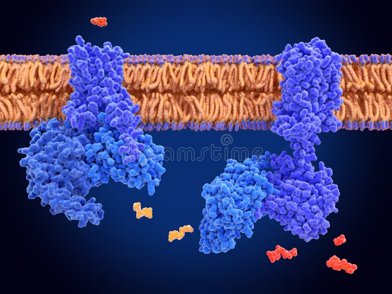 Inactive Enzyme Stock Illustrations – 16 Inactive Enzyme Stock ...