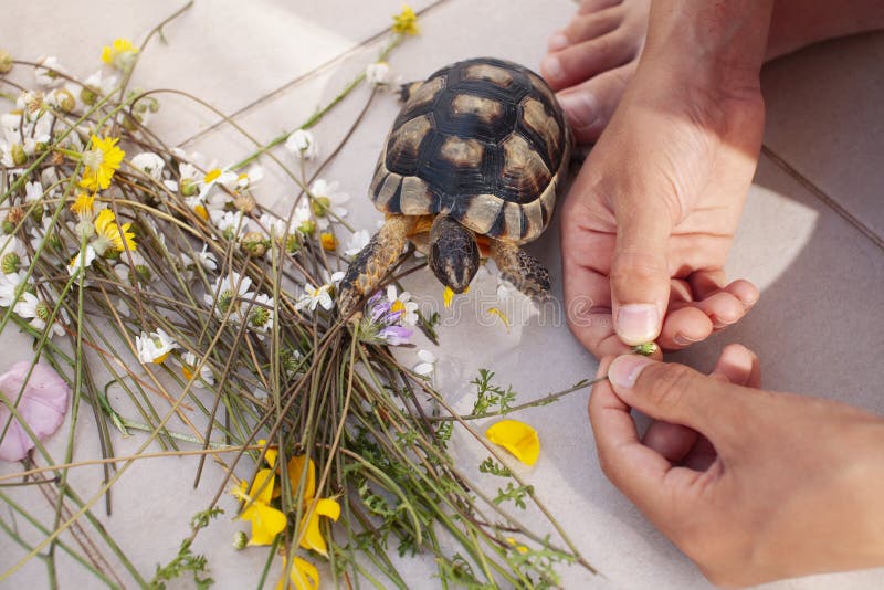 G with Turtle, Lifestyle People Concept Stock Image - Image of happy ...