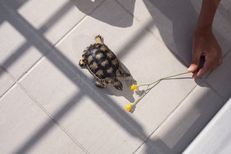 G with Turtle, Lifestyle People Concept Stock Photo - Image of home ...
