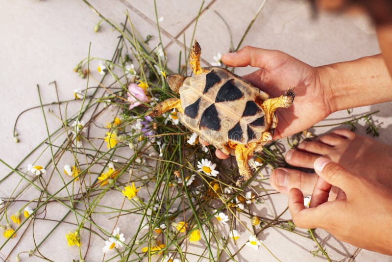 G with Turtle, Lifestyle People Concept Stock Image - Image of curious ...