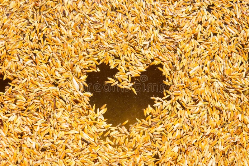 GA BA Rice or Germinated Brown Rice Stock Image - Image of detail ...
