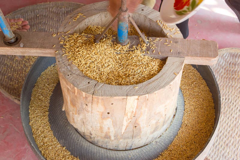 GA BA Rice or Germinated Brown Rice Stock Image - Image of field ...