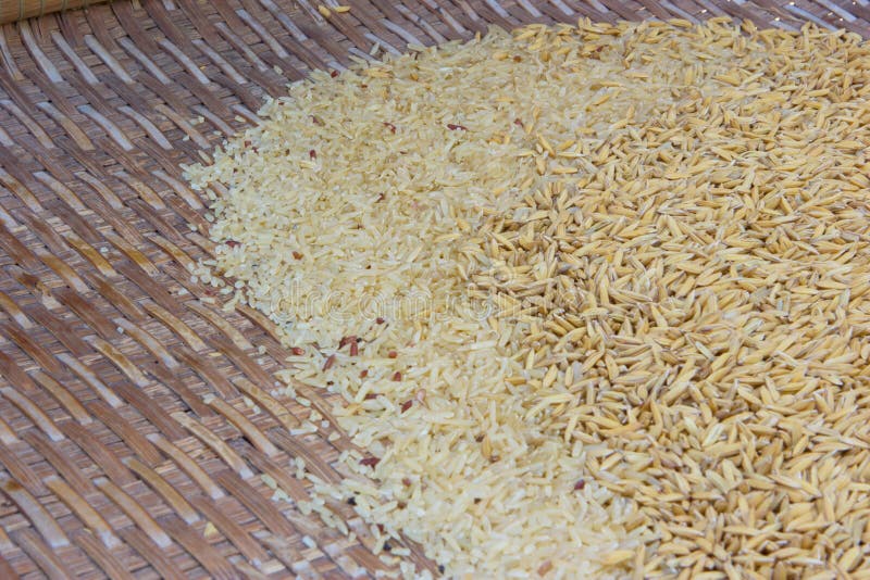 GA BA Rice or Germinated Brown Rice Stock Image - Image of gold, milled ...