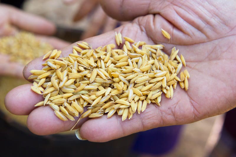 GA BA Rice or Germinated Brown Rice Stock Photo - Image of asia, grow ...