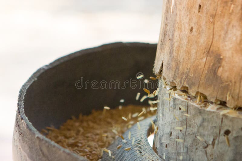 GA BA Rice or Germinated Brown Rice Stock Photo - Image of foliage ...