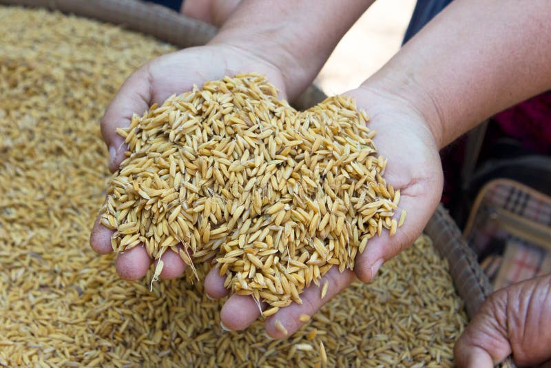 GA BA Rice or Germinated Brown Rice Stock Image - Image of gold, milled ...