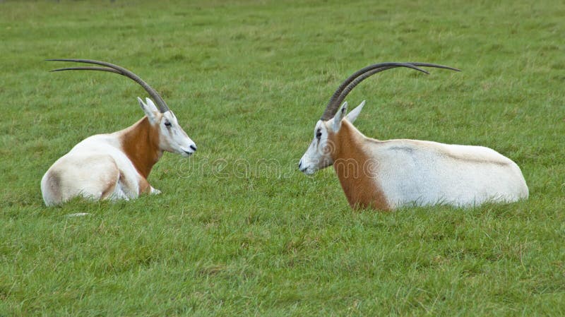 Ga zitten, spreek stock foto. Image of gras, dieren, dier - 23419418