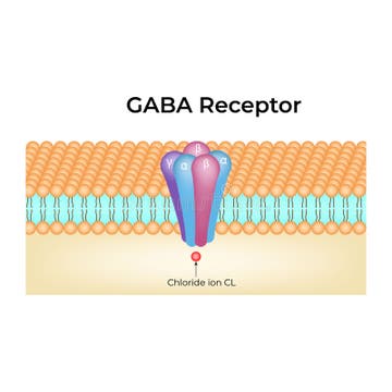 GABA Receptor Structure and Function Stock Vector - Illustration of ...