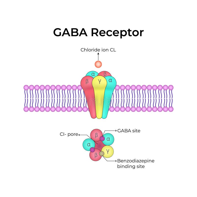 Gaba Receptor Structure Stock Illustrations – 76 Gaba Receptor ...
