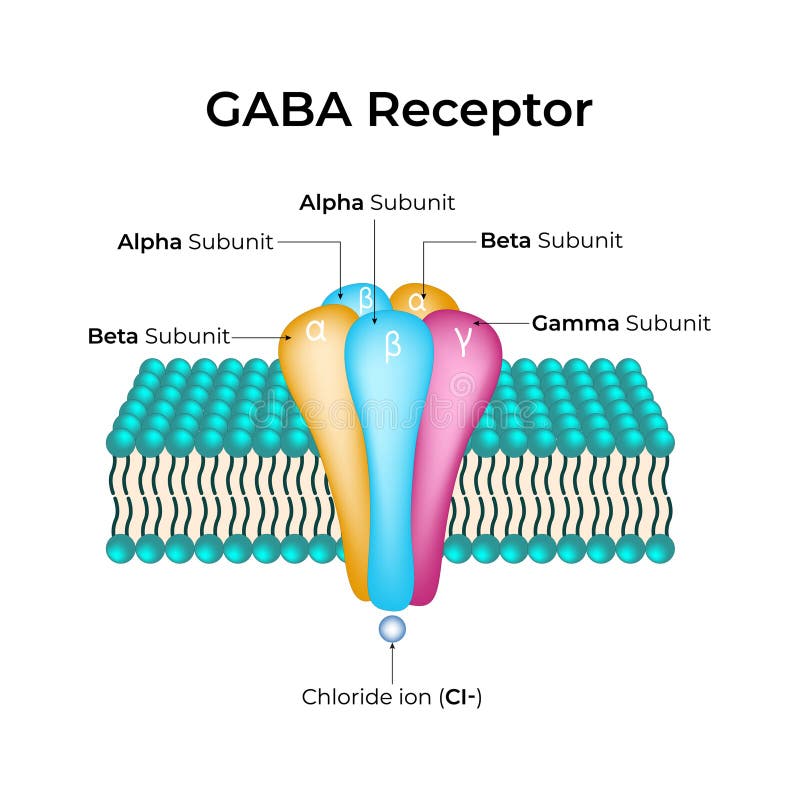 GABA Receptor Structure stock vector. Illustration of organ - 379554599