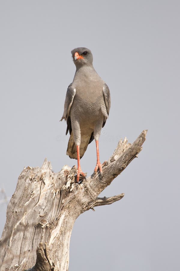 Gabar goshawk stock image. Image of south, african, avian - 17924869