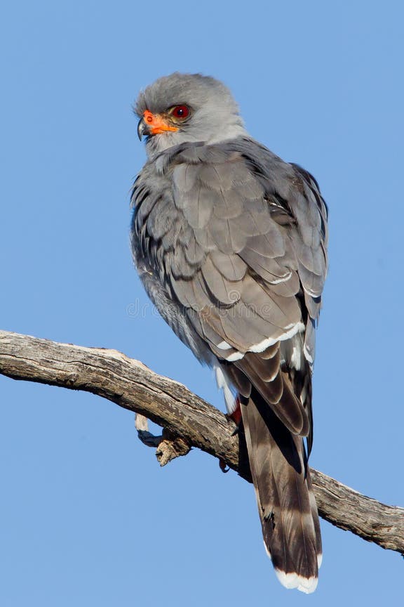 Gabar Goshawk stock image. Image of gabar, goshawk, kalahari - 21638983
