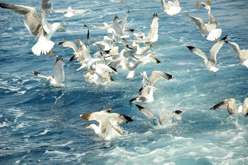 Gabbiani fotografia stock. Immagine di uccelli, alimentazione - 20280524