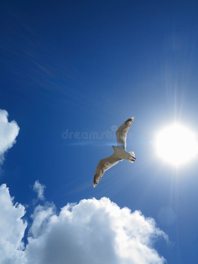 Volo Dell'uccello Del Gabbiano Verso Il Sole Fotografia Stock ...