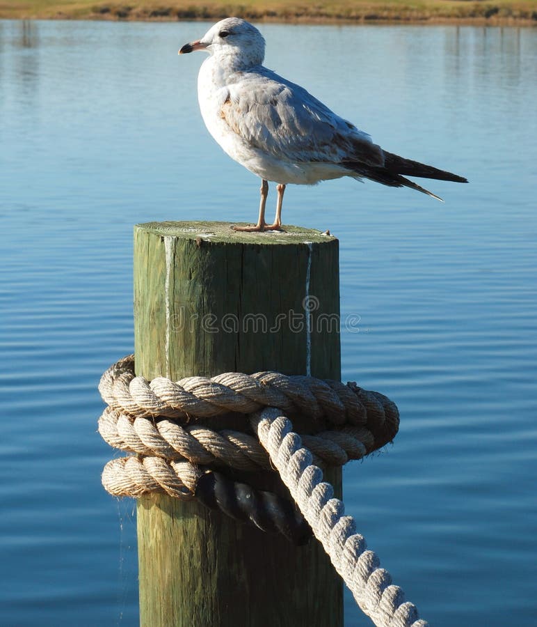 Gabbiano su un bacino fotografia stock. Immagine di piume - 13106782