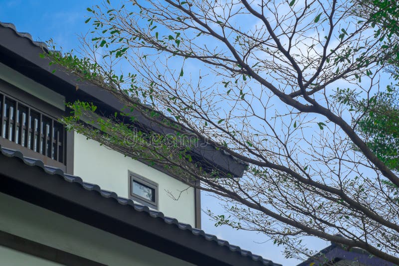 Gable roof stock photo. Image of branches, background - 66874508