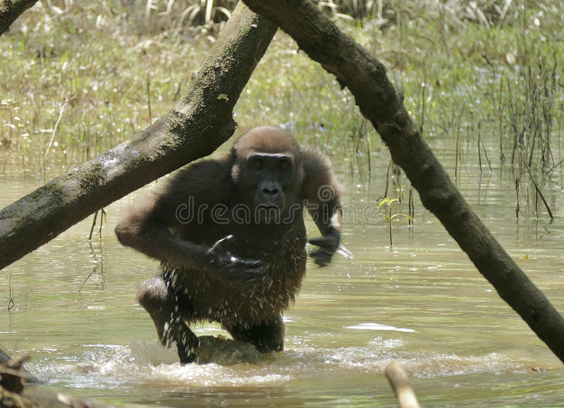 Gabon Gorilla Display Thumping Chest Water Lowland Action Stock Photo ...