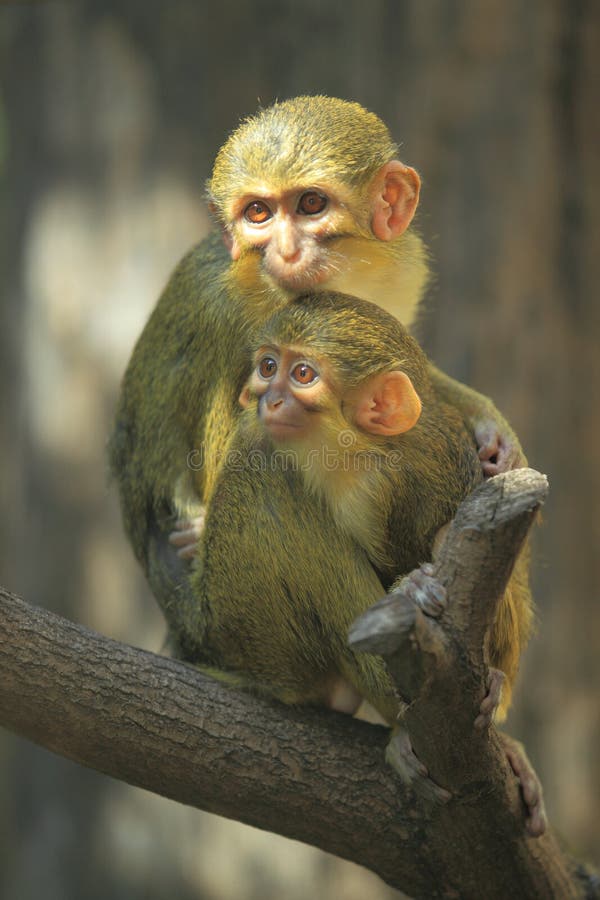 Two Talapoins stock image. Image of miopithecus, primate - 43277265