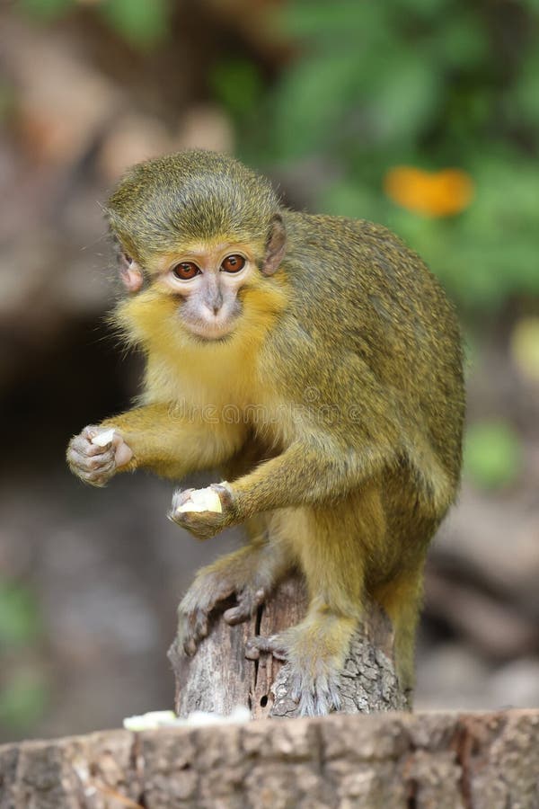 The Gabon Talapoin (Miopithecus Ogouensis) Stock Image - Image of child ...
