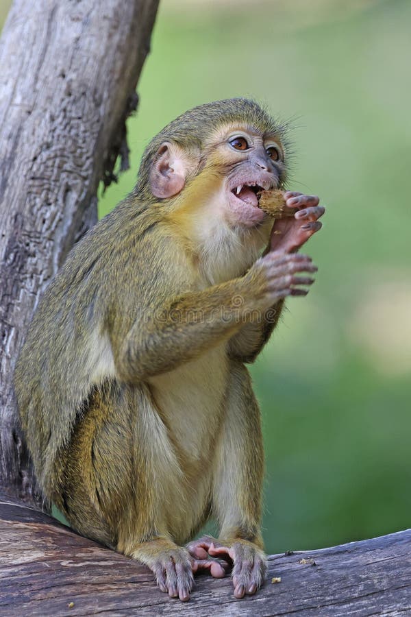 The Gabon Talapoin (Miopithecus Ogouensis) Stock Photo - Image of ...