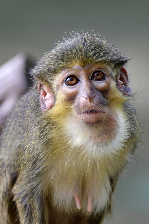 The Gabon Talapoin (Miopithecus Ogouensis) Stock Photo - Image of ...