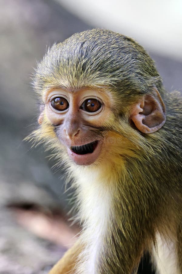 The Gabon Talapoin (Miopithecus Ogouensis) Stock Image - Image of cute ...