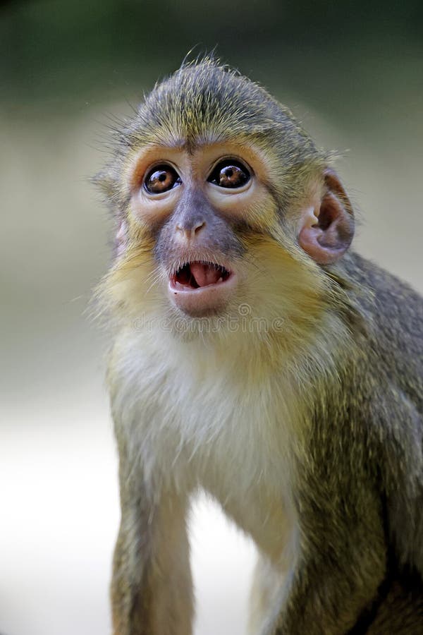 The Gabon Talapoin (Miopithecus Ogouensis) Stock Image - Image of ...