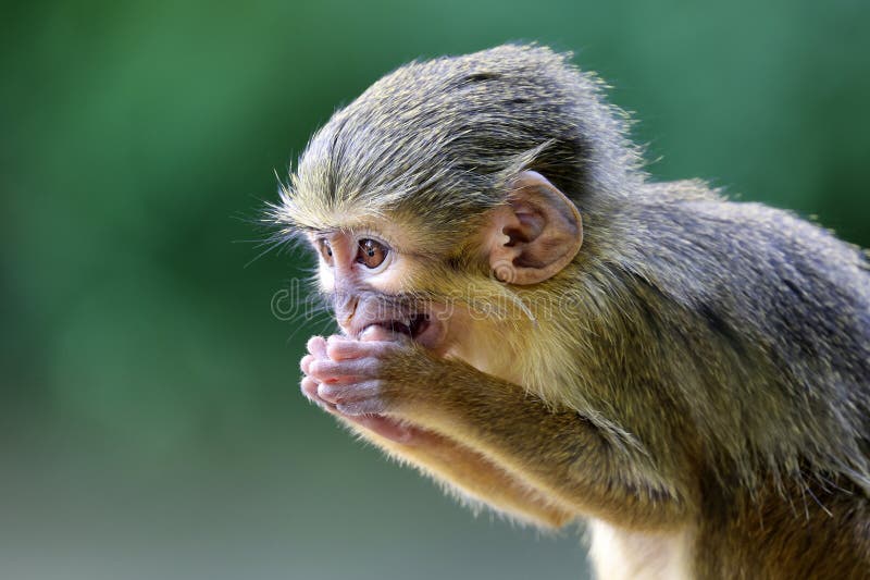 The Gabon Talapoin (Miopithecus Ogouensis) Stock Image - Image of ...