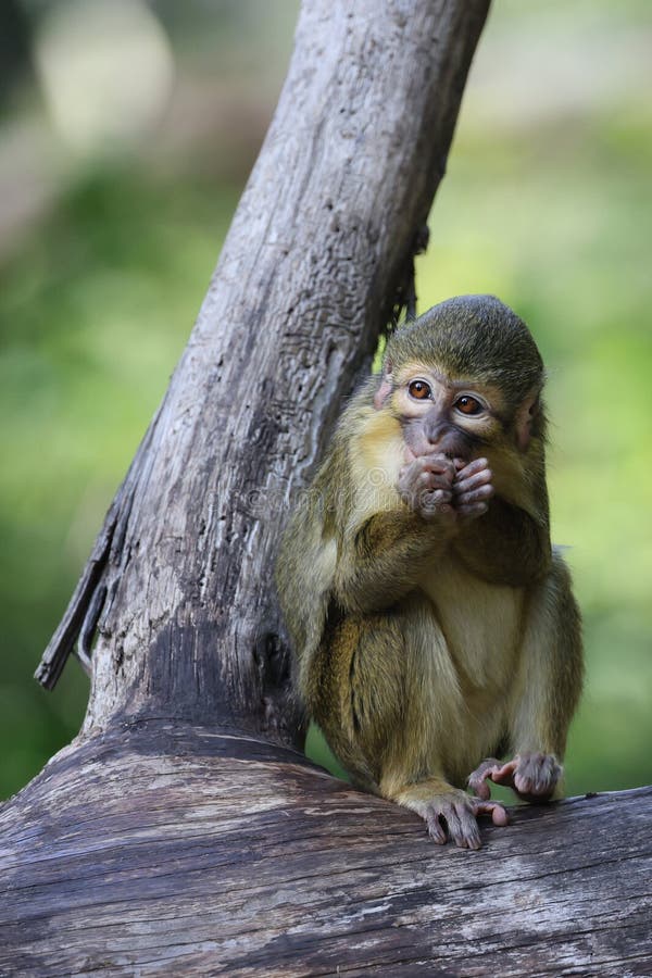 The Gabon Talapoin (Miopithecus Ogouensis) Stock Photo - Image of face ...