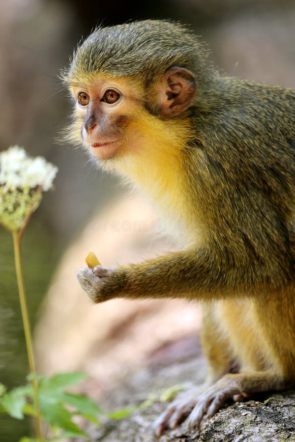 Gabon Talapoin Miopithecus Ogouensis Stockbild - Bild von farbe, zweig ...