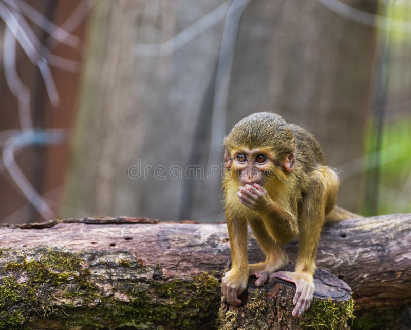 The Gabon Talapoin, Miopithecus Ogouensis, the Northern Talapoin Stock ...