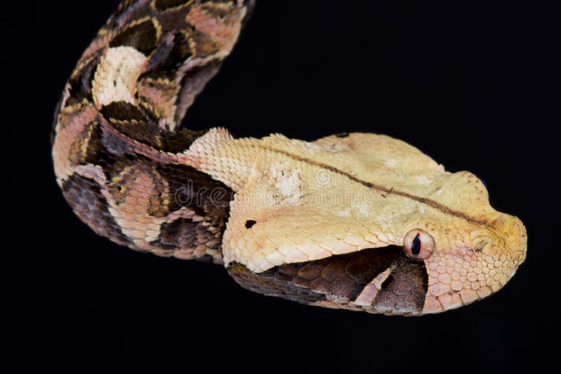 Gabonica Del Bitis, Víbora De Gaboon, Gabonica Del Bitis Imagen de ...