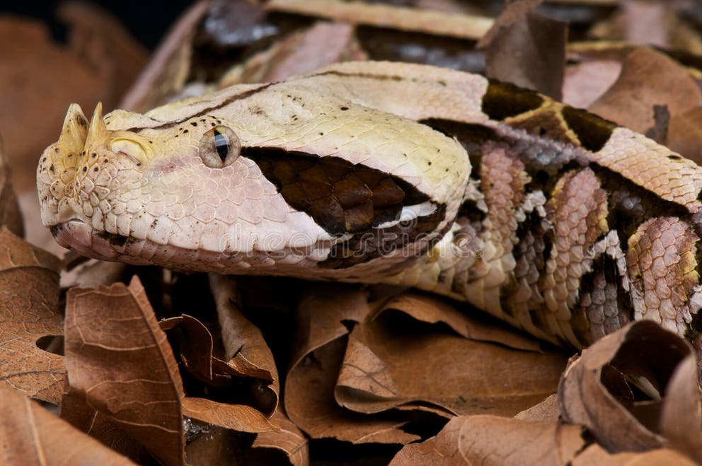 Gaboon viper stock photo. Image of mozambique, fang, africa - 19351278