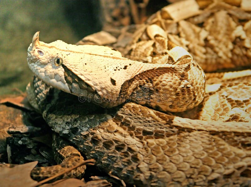 Gaboon Viper 1 stock photo. Image of biting, gaboon, snake - 1897980