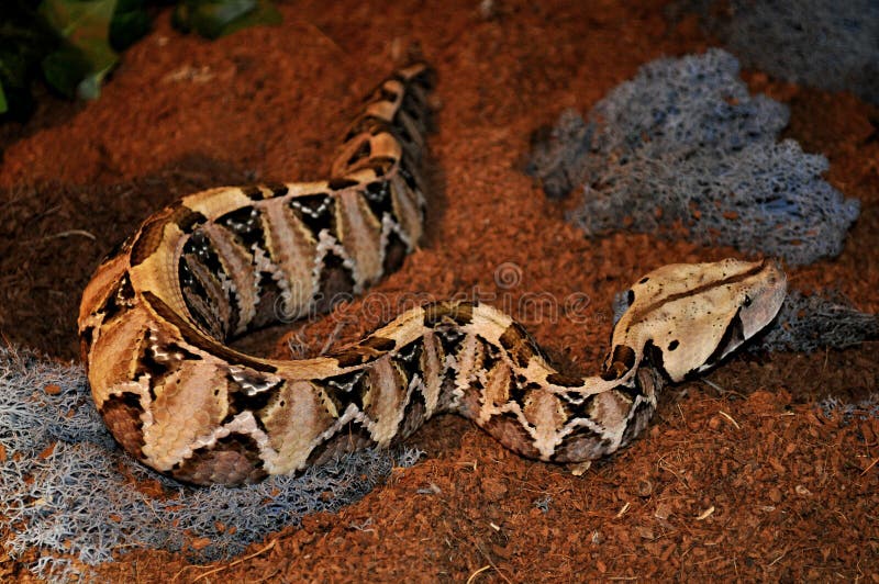 Gaboon Viper (Bitis Gabonica) Stock Photo - Image of danger, gaboon ...