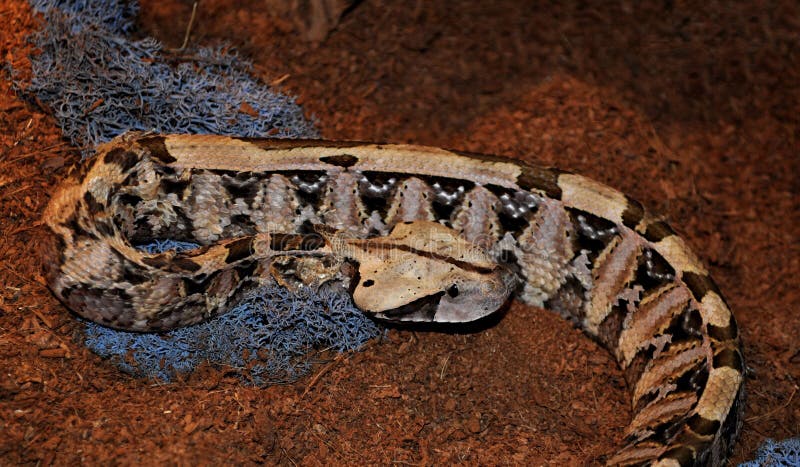 Gaboon Viper (Bitis Gabonica) Stock Photo - Image of wildlife, animal ...