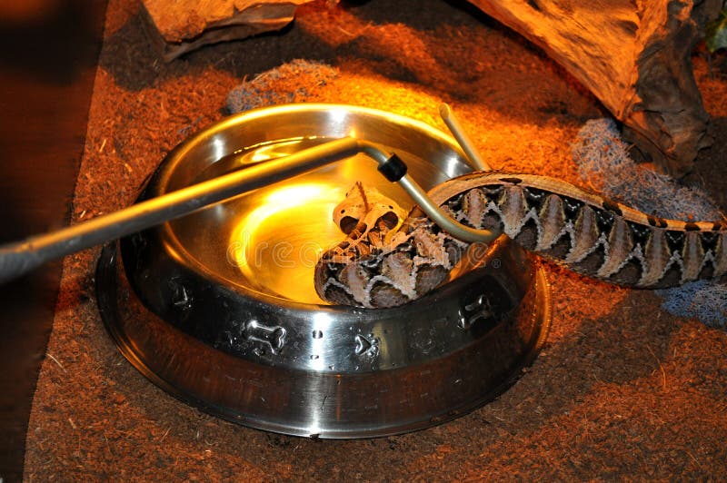 Gaboon Viper Bitis Gabonica Foto de archivo - Imagen de agua, serbia ...