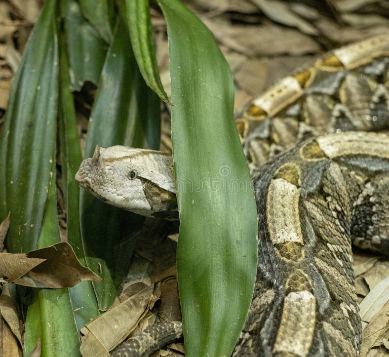 Gaboon Viper, Bitis Gabonica, Partially Hidden in Forest Undergrowth ...