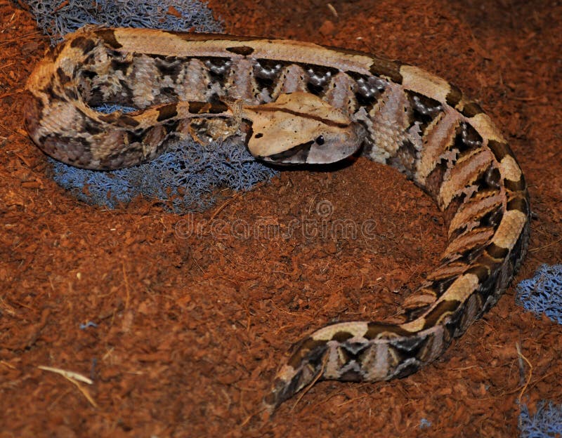 Gaboon Viper (Bitis Gabonica) Stock Photo - Image of wood, soil: 272873712