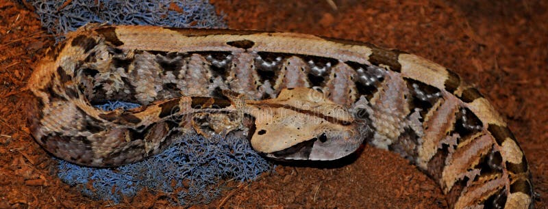 Gaboon Viper (Bitis Gabonica) Stock Photo - Image of dangerous, wild ...
